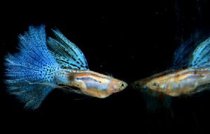 Blue Freshwater Fish - 15 Amazing Types - AquariumStoreDepot