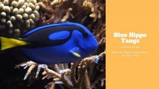Blue Hippo Tang Care: What "Finding Dory" Didn't Tell You ...
