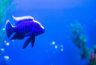 15 Best Blue Freshwater Fish: My Picks After 25 Years in the Hobby ...