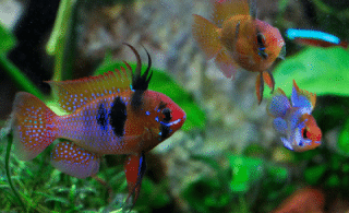 Blue Freshwater Fish - 15 Amazing Types - AquariumStoreDepot