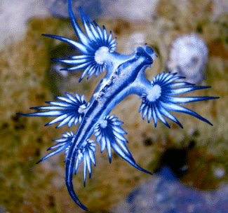 Fish That Looks Like A Dragon - Here's 21 - AquariumStoreDepot