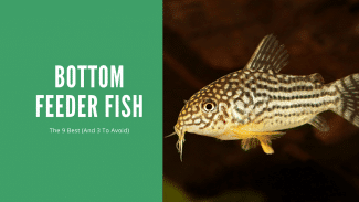 9 Of The Best Bottom Feeder Fish For Your Aquarium - AquariumStoreDepot