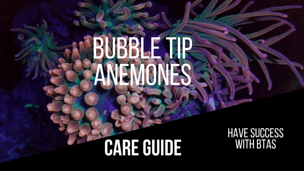 Bubble Tip Anemone Care Guide (Have Success with BTAs) - AquariumStoreDepot