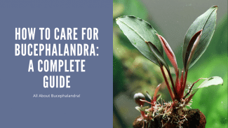 BUCEPHALANDRA - Buying, planting and caring for your first One ...