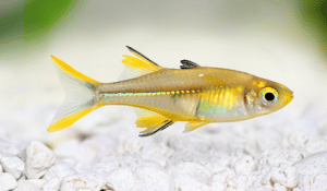 15 Popular Types of Rainbow Fish (With Pictures!) - AquariumStoreDepot