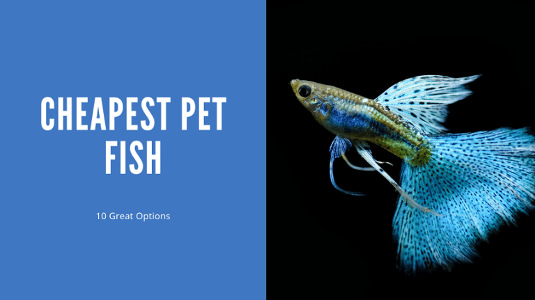 What Is The Cheapest Pet Fish? (10 Great Choices) - AquariumStoreDepot