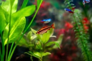 Cherry Barb Care Guide: The Peaceful Barb That Works in Community Tanks ...