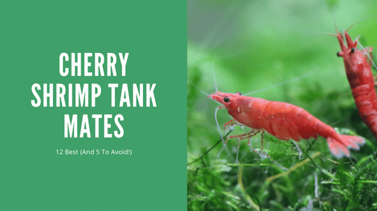 Cherry Shrimp Tank Mates: My 12 Best Picks (And 5 to Skip ...