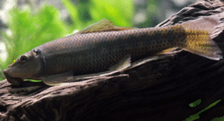 Sucker Fish Types - For Every Tank Size (10+ Included) - AquariumStoreDepot