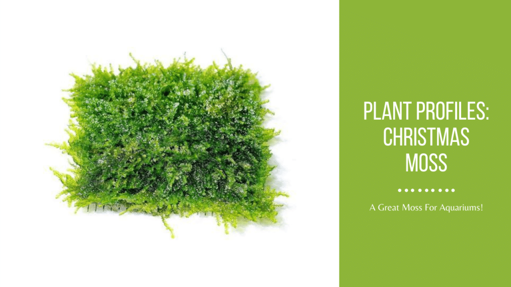 Christmas Moss - Care, Propagation, & Issues - AquariumStoreDepot