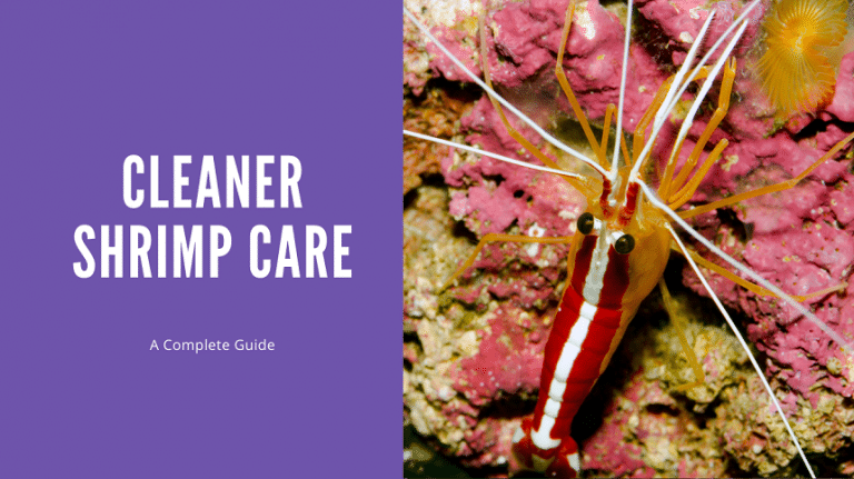 Cleaner Shrimp Care - A Complete Guide - AquariumStoreDepot