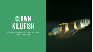 Clown Killifish - A Complete Care Guide - AquariumStoreDepot
