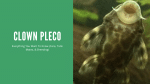 Clown Pleco Care Guide: The Small Pleco That Actually Stays Small ...