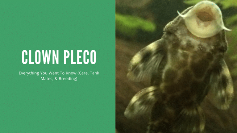 Comprehensive Care Guide for Clown Pleco (Panaqolus Maccus) - AquariumStoreDepot