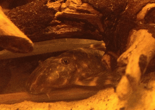 Clown Pleco Care Guide: The Small Pleco That Actually Stays Small ...