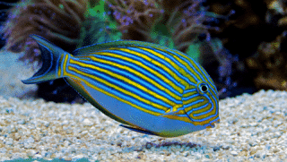 Types of Tangs - 15 Beautiful Additions To Your Aquarium ...