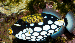 Reef Triggerfish - 8 Best For Aquariums (And 2 to Avoid ...