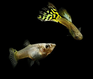 15 Fish That Look Like Snakes - AquariumStoreDepot