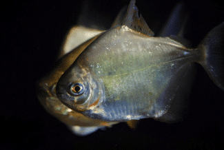 All About Silver Dollar Fish: Care, Tank Mates, Size, and More ...