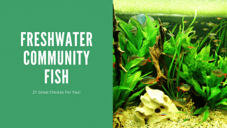 Community Fish: My 21 Best Picks for a Peaceful Freshwater Tank ...