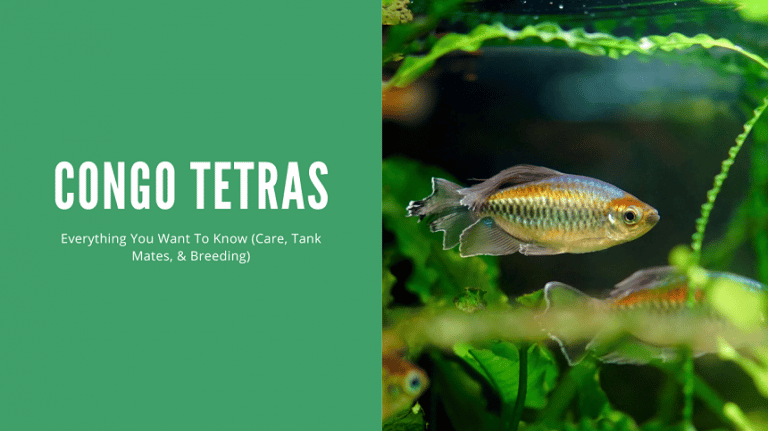 Congo Tetra: Complete Care Guide (Phenacogrammus interruptus ...