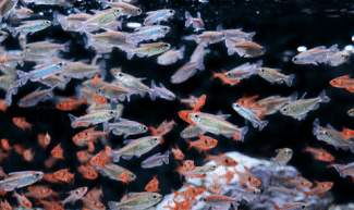 Aquarium Temperature Ranges (For All Fish) - AquariumStoreDepot