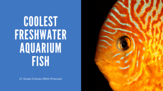 15 Best Blue Freshwater Fish: My Picks After 25 Years in the Hobby ...