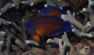 Coral Beauty Angel Care (A Complete Guide) - AquariumStoreDepot