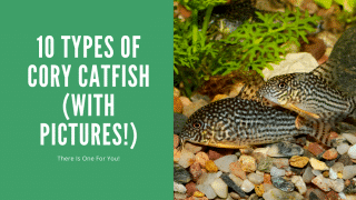 The 10 Most Popular Cory Catfish Types (With Pictures ...