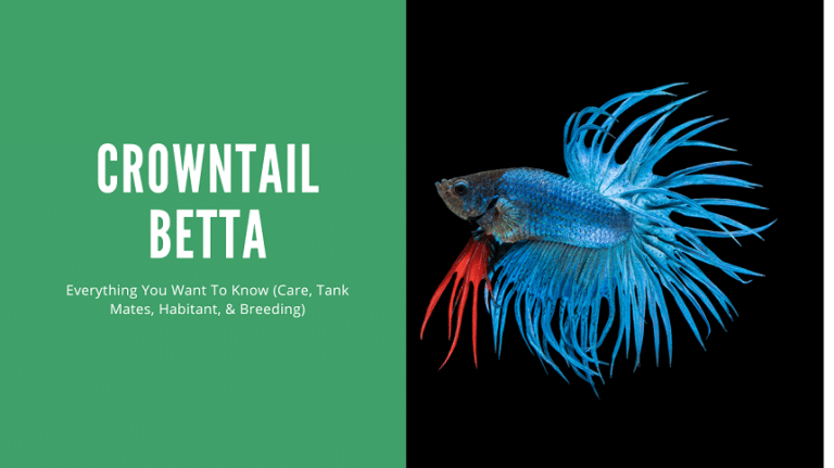 Crowntail Betta Fish - The 5 Types (And a Care Guide) - AquariumStoreDepot