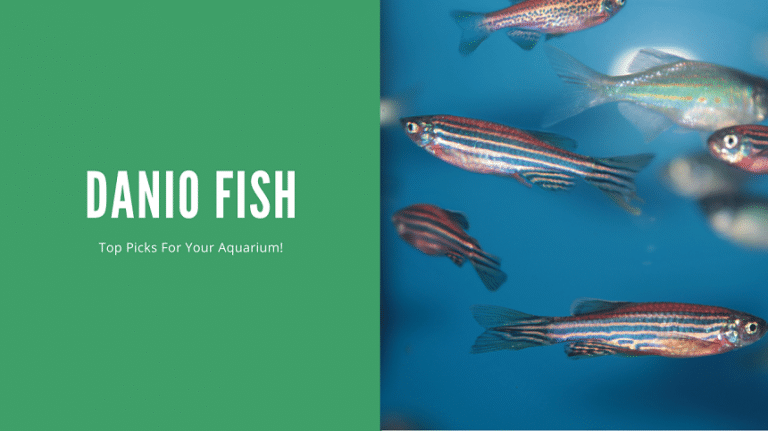 9 Danio Fish Types (With Pictures!) - AquariumStoreDepot