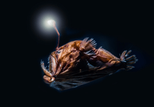 17 Fish From Finding Nemo (With Pictures) - AquariumStoreDepot