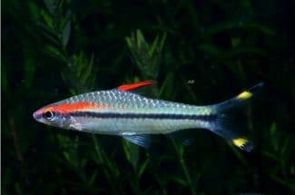 12 Great Types of Barb Fish (With Pictures!) - AquariumStoreDepot