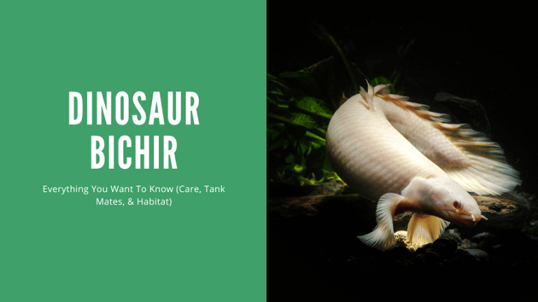 Dinosaur Bichir - A Complete Care Guide - AquariumStoreDepot