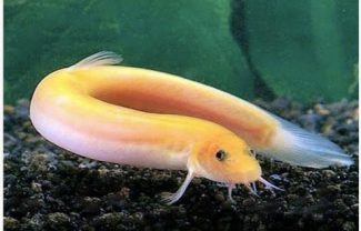 Dojo Loach Care - A Comprehensive Guide - AquariumStoreDepot