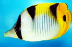 The Top 21 Types Of Butterfly Fish (With Pictures) - AquariumStoreDepot