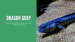 Dragon Goby Care Guide: Why Brackish Water Actually Matters ...