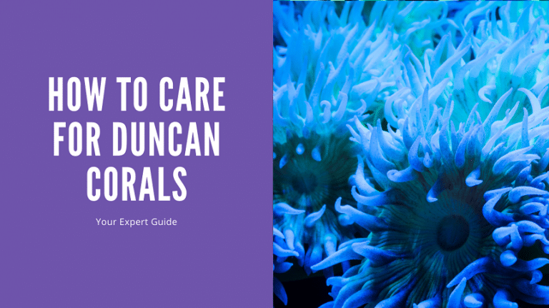 How To Care For Your New Duncan Coral - AquariumStoreDepot