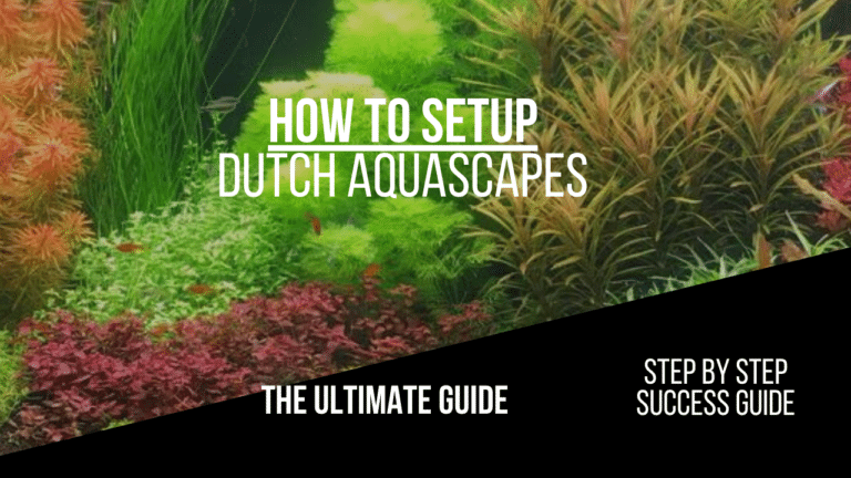 Dutch Aquascape - How To And Guide On Dutch Style Aquariums ...