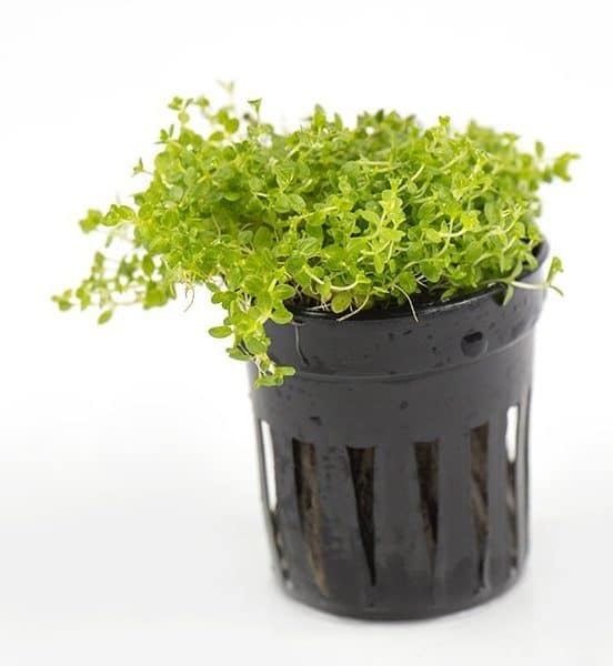 10 BEST AQUARIUM GRASS SPECIES FOR YOUR PLANTED TANK ( REVIEWS)