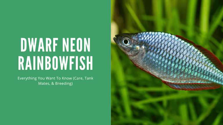 Dwarf Neon Rainbowfish - A Complete Care Guide - AquariumStoreDepot