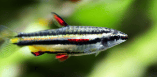 Pencilfish: Complete Care Guide (Nannostomus spp.)