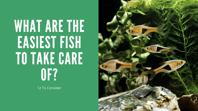 12 Of The Easiest Fish To Take Care Of - AquariumStoreDepot