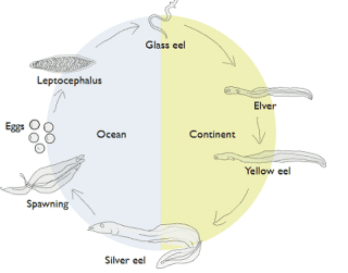 How Do Eels Reproduce? (Hint - Nobody Knows How!) - AquariumStoreDepot