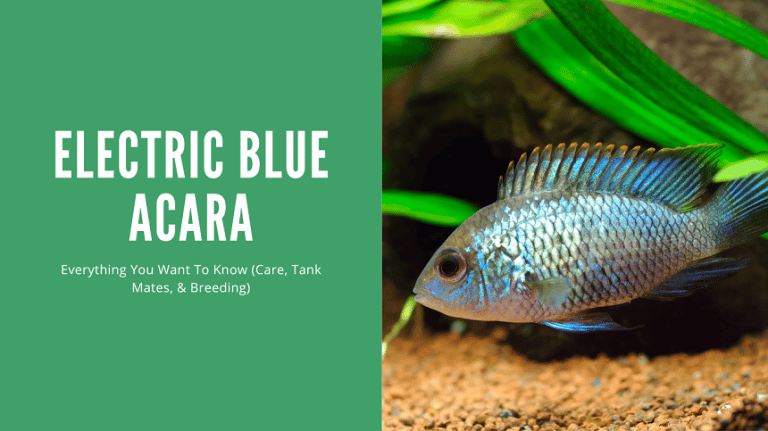 Electric Blue Acara: Complete Care Guide (With Expert Tips ...