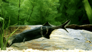 15 Aquarium Fish That Start With P (Species Reference Guide ...
