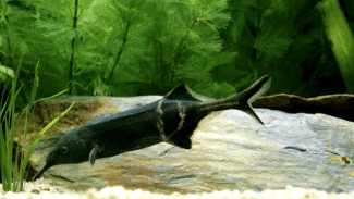 Caring for Elephant Nose Fish: Overview, Tank Size, Diet & More ...