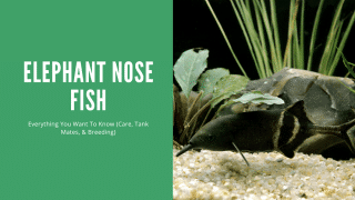 Caring for Elephant Nose Fish: Overview, Tank Size, Diet & More ...