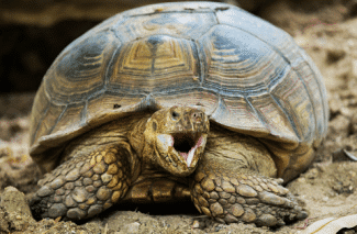 21 Types of Tortoise Species: A Guide to Finding the Right One ...
