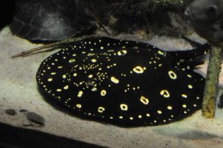 Freshwater Stingray Care Guide: The Most Demanding Fish in the Hobby ...